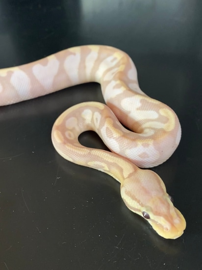 Banana Calico Pastel Pos Enchi Ball Python by M. Joy Morphs