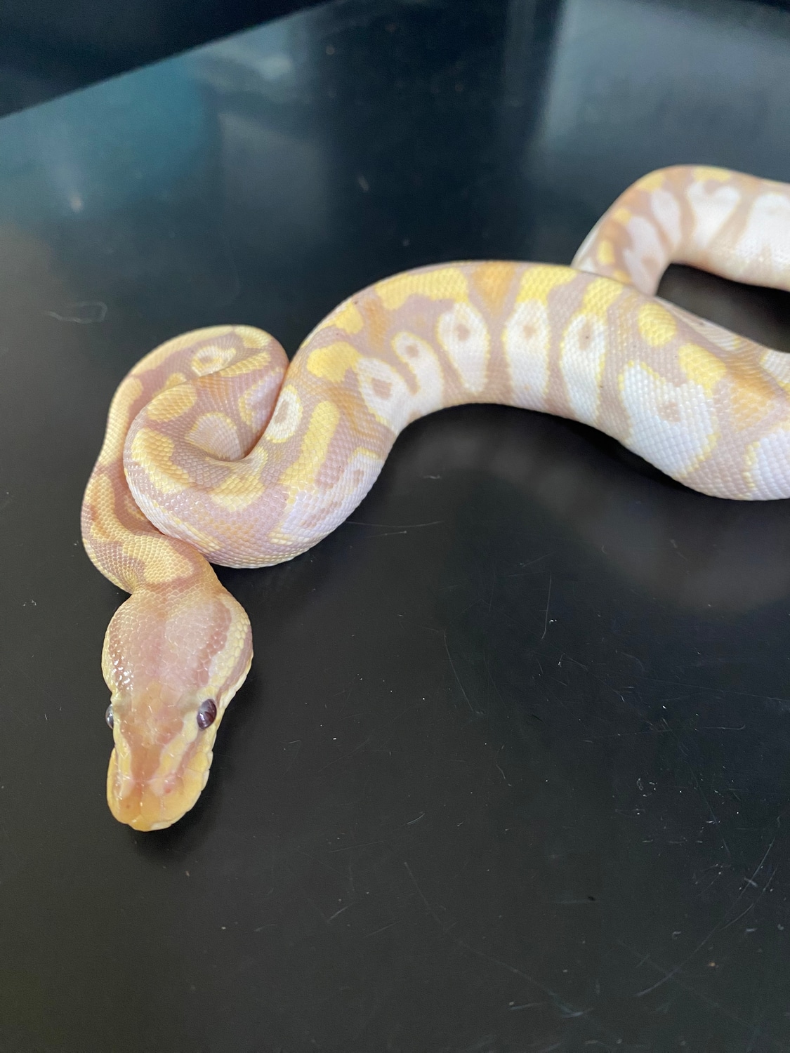 Banana Calico Pastel Ball Python by M. Joy Morphs - MorphMarket