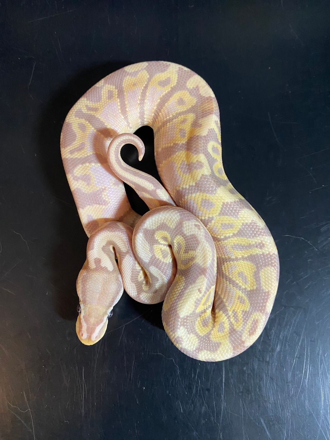 Banana Pastel Ball Python by M. Joy Morphs - MorphMarket