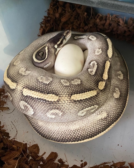 Super Phantom Yellowbelly (Goblin Line) Proven Breeder Ball Python by M ...