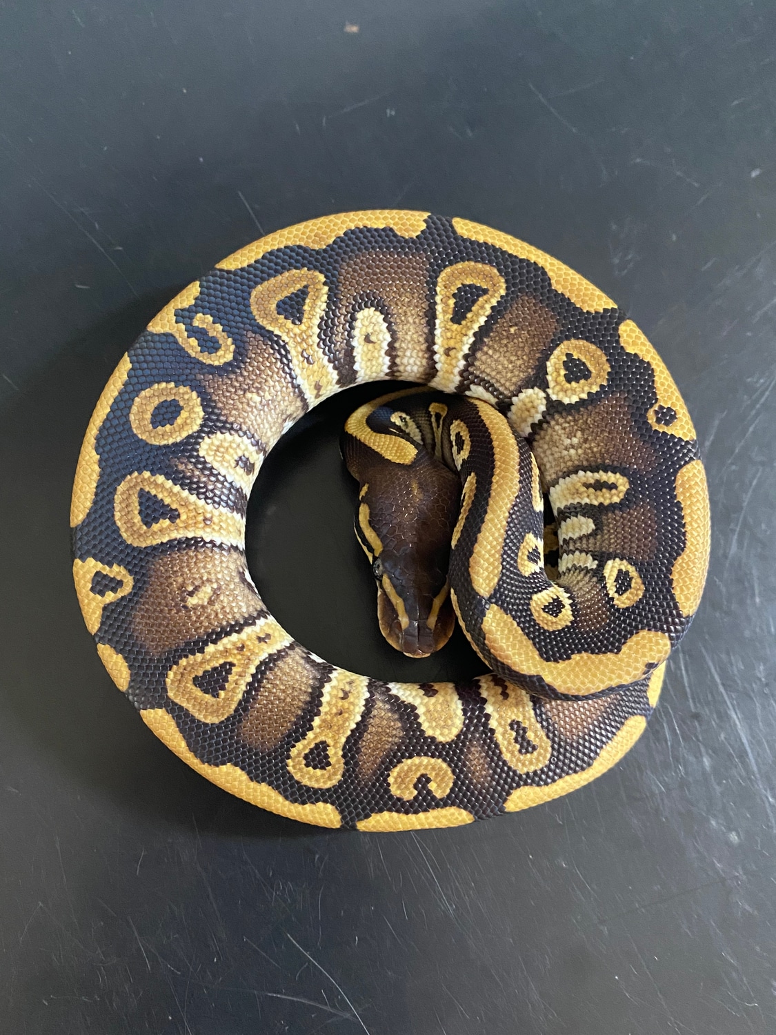 Mojave 100% Het Clown Ball Python by M. Joy Morphs - MorphMarket