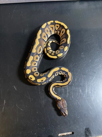 Phantom Ball Python by M. Joy Morphs