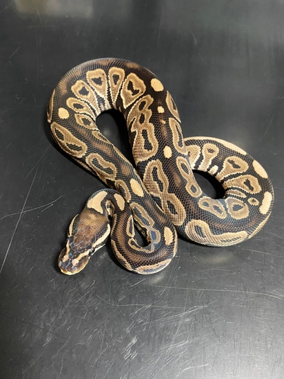 Lori 100% Het Hypo Ball Python by M. Joy Morphs
