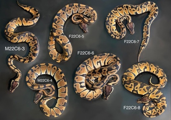 Group 100% Het TSK Axanthic 50% Het Hypo With Pastel And Vanilla Ball Python by M. Joy Morphs