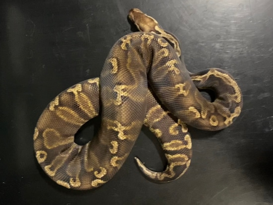 Super GHI Pastel Pos Mystic Ball Python by M. Joy Morphs