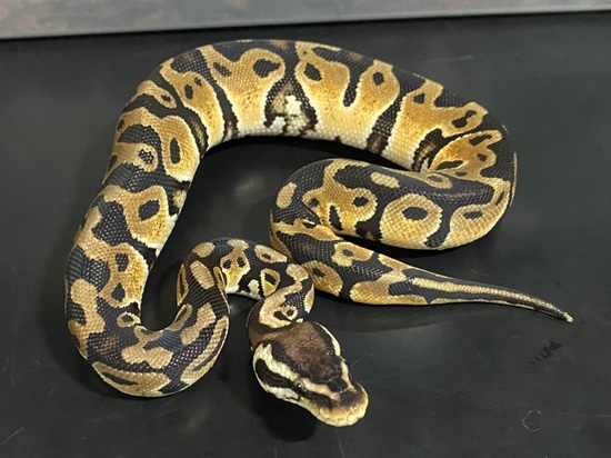 Group 1.2 Het TSK Axanthic 50% Het Hypo Pastel Vanilla Ball Python by M. Joy Morphs