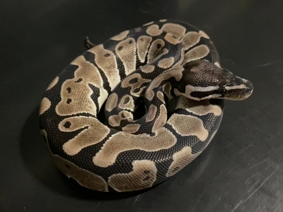TSK Axanthic 50% Het Hypo Ball Python by M. Joy Morphs