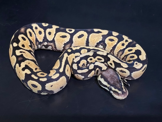 Pastel Yellowbelly Vanilla With Ringer Ball Python by M. Joy Morphs