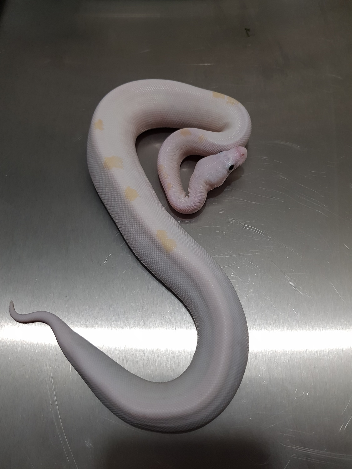 CB21 SUPER Fire Poss Enchi/Pastel/Chocolate Ball Python by M ...