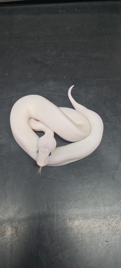 Butter Mojave Bel Het Ghost Ball Python by M_TGenotypeRoyals