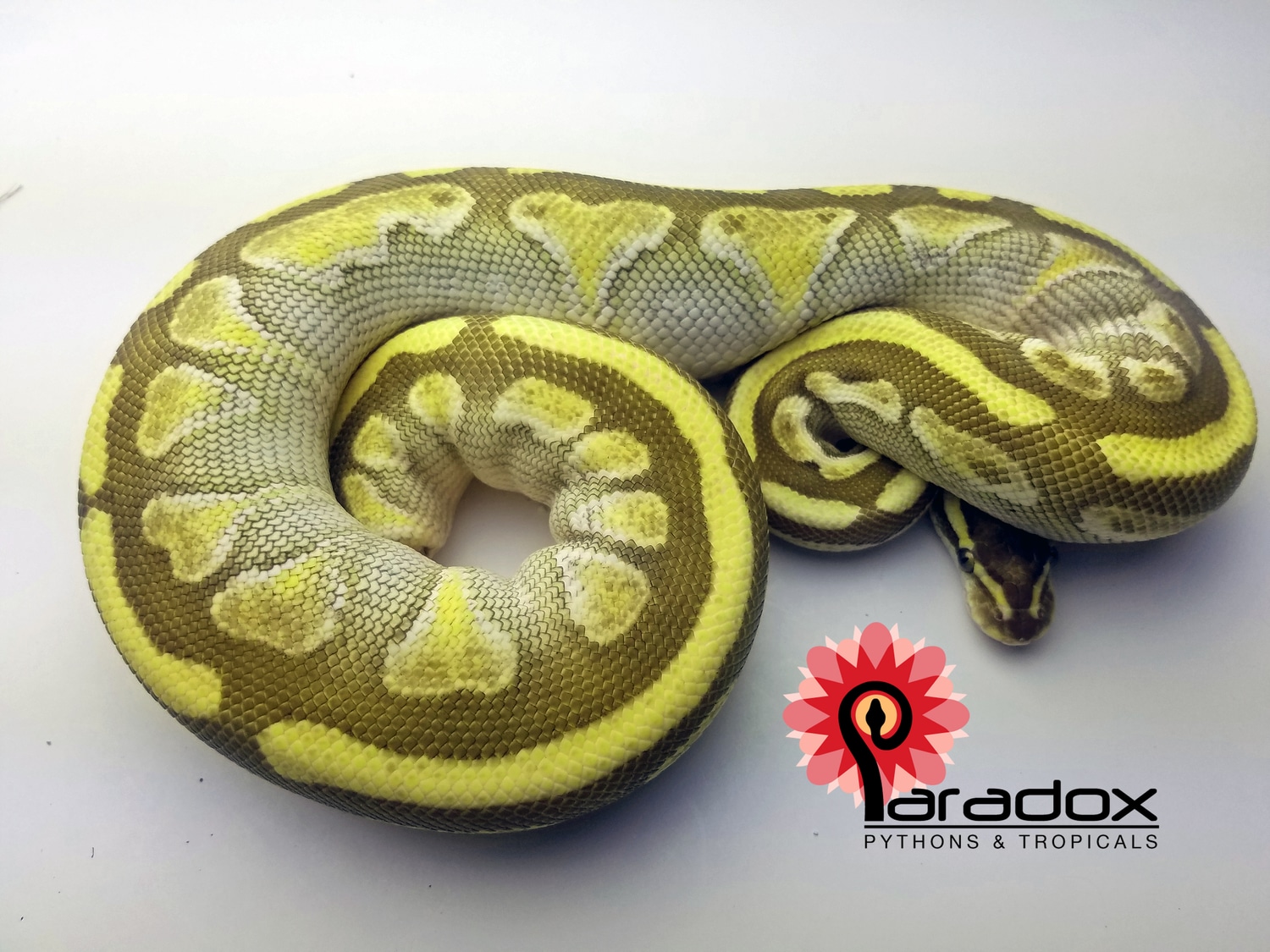 Enchi Lesser Ball Python by Paradox Pythons and Tropicals - MorphMarket