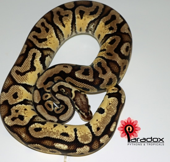 Pastel Vanilla Ball Python by Paradox Pythons and Tropicals