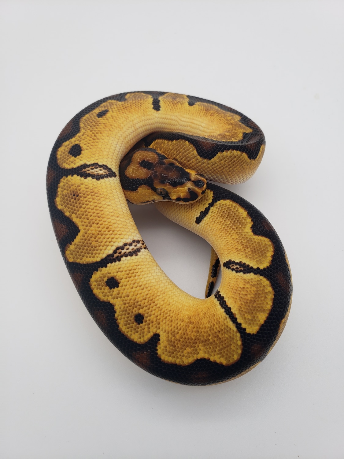 Orange Dream Clown Ball Python by Paradox Pythons and Tropicals ...