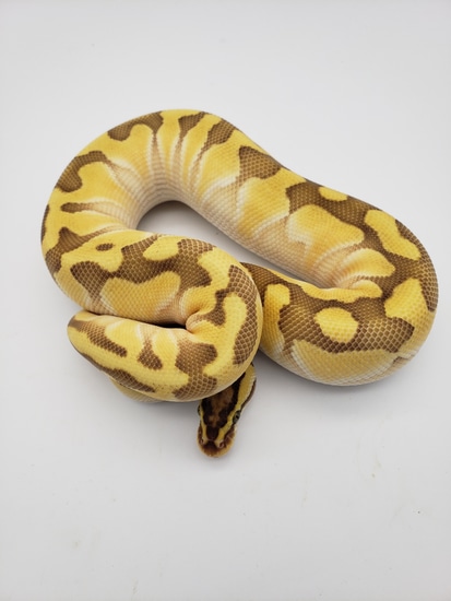 Enchi Lesser Pastel 100% Het Clown Ball Python by Paradox Pythons and ...