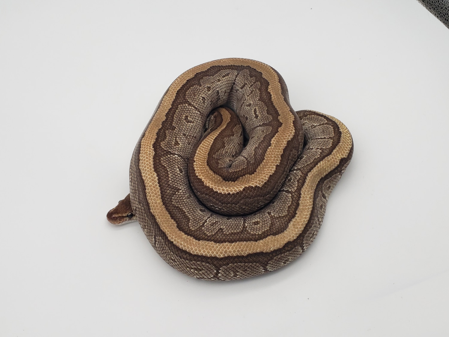 ADULT Female Pinstripe Mojave 100% Het Clown 50% Het VPI Axanthic Ball Python by Paradox Pythons ...