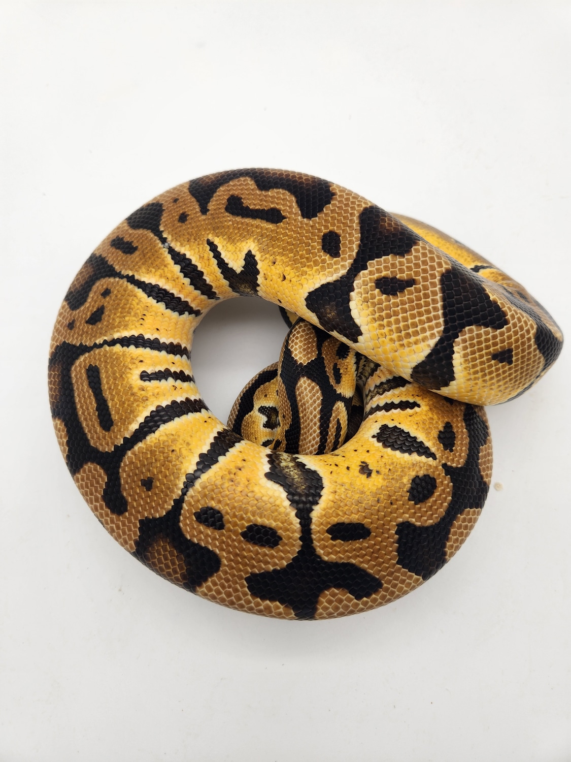 Pastel 100% Het Clown Ball Python by Paradox Pythons and Tropicals ...