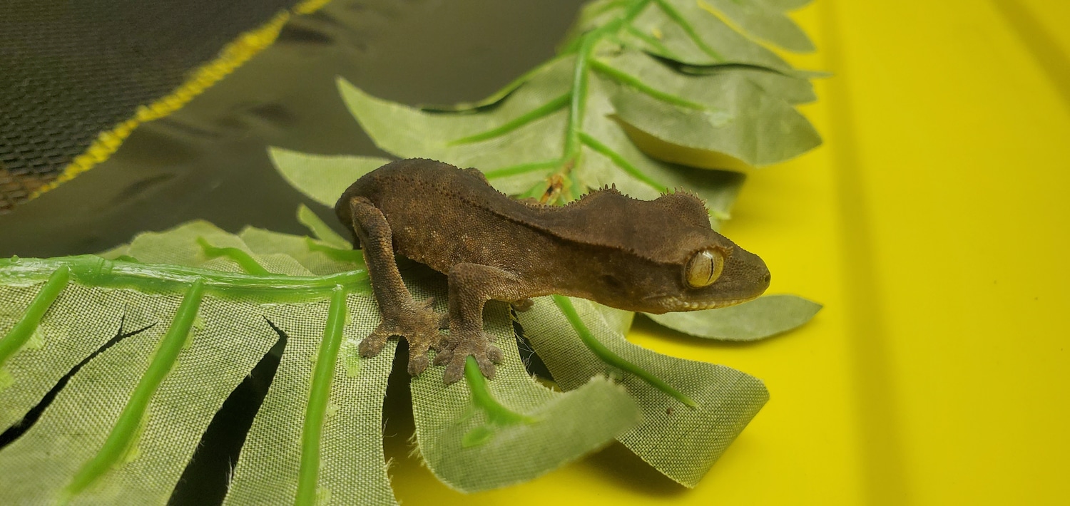Charcoal, Altitude Exotics Bloodline Crested Gecko by The Crazy Crestie ...