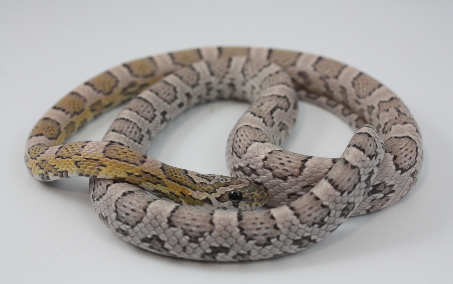 Sunkissed Anery Corn Snake by Solar Serpents - MorphMarket