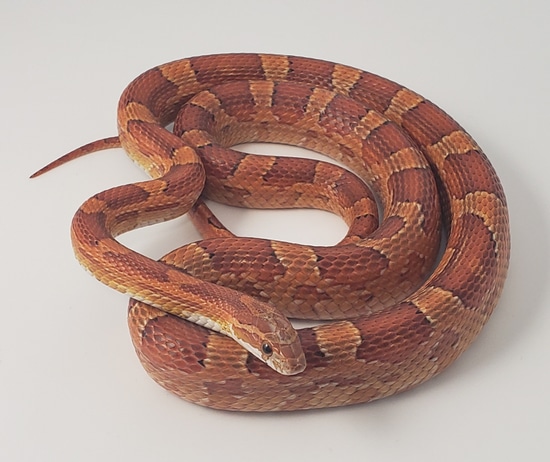 Normal Corn Snake by Solar Serpents