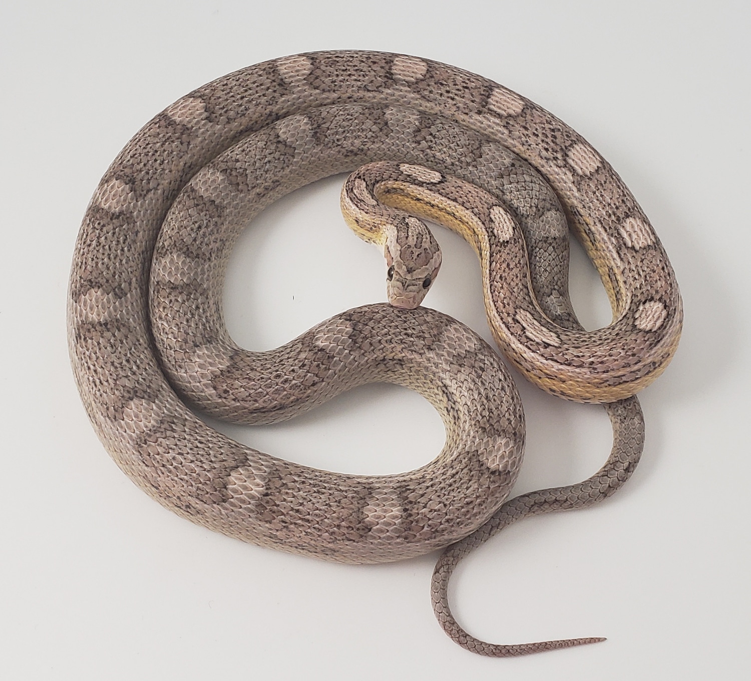 Anery Motley Corn Snake by Solar Serpents - MorphMarket