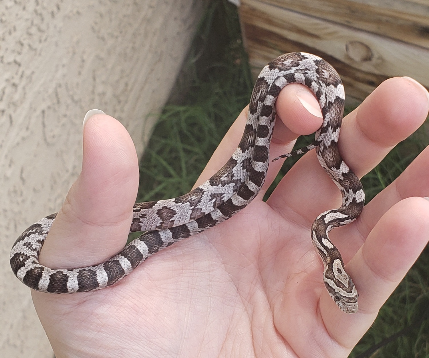 Red Factor Anery Het Lava, Amel, Pos Het Diffused Corn Snake by Solar ...