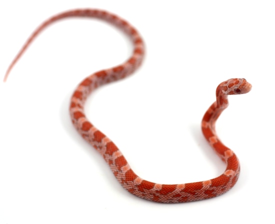 Lava Het Cinder, Sunkissed, Pos Het Amel, Diffused, Red Coat Corn Snake ...