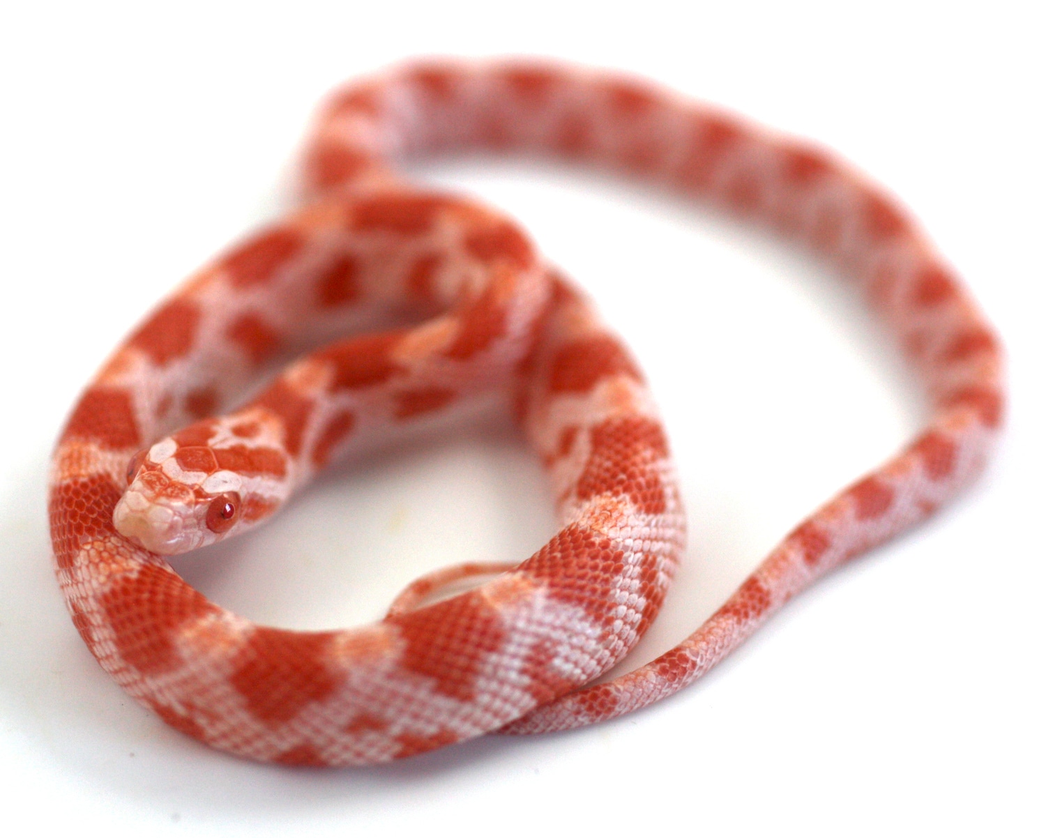 Amel Het Cinder, Lava, Sunkissed, Pos Het Diffused, Red Coat Corn Snake ...
