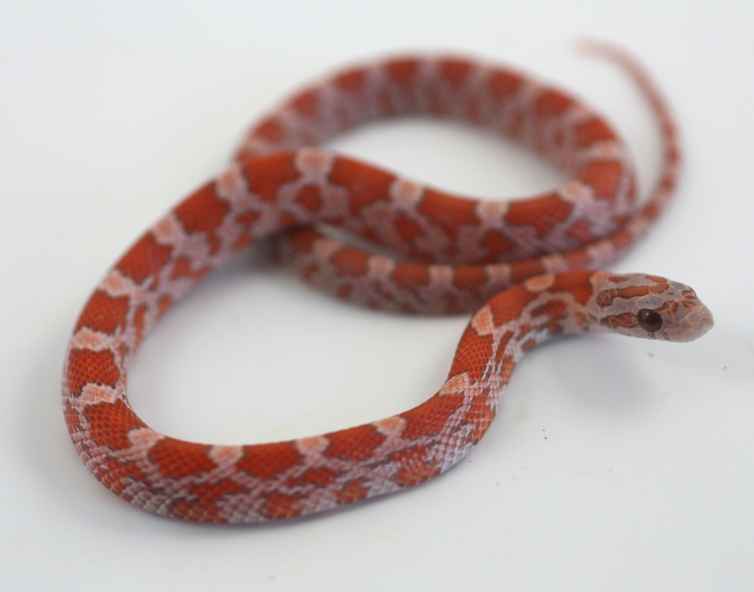 Lava Het Cinder, Sunkissed, Pos Het Amel, Diffused, Red Coat Corn Snake ...