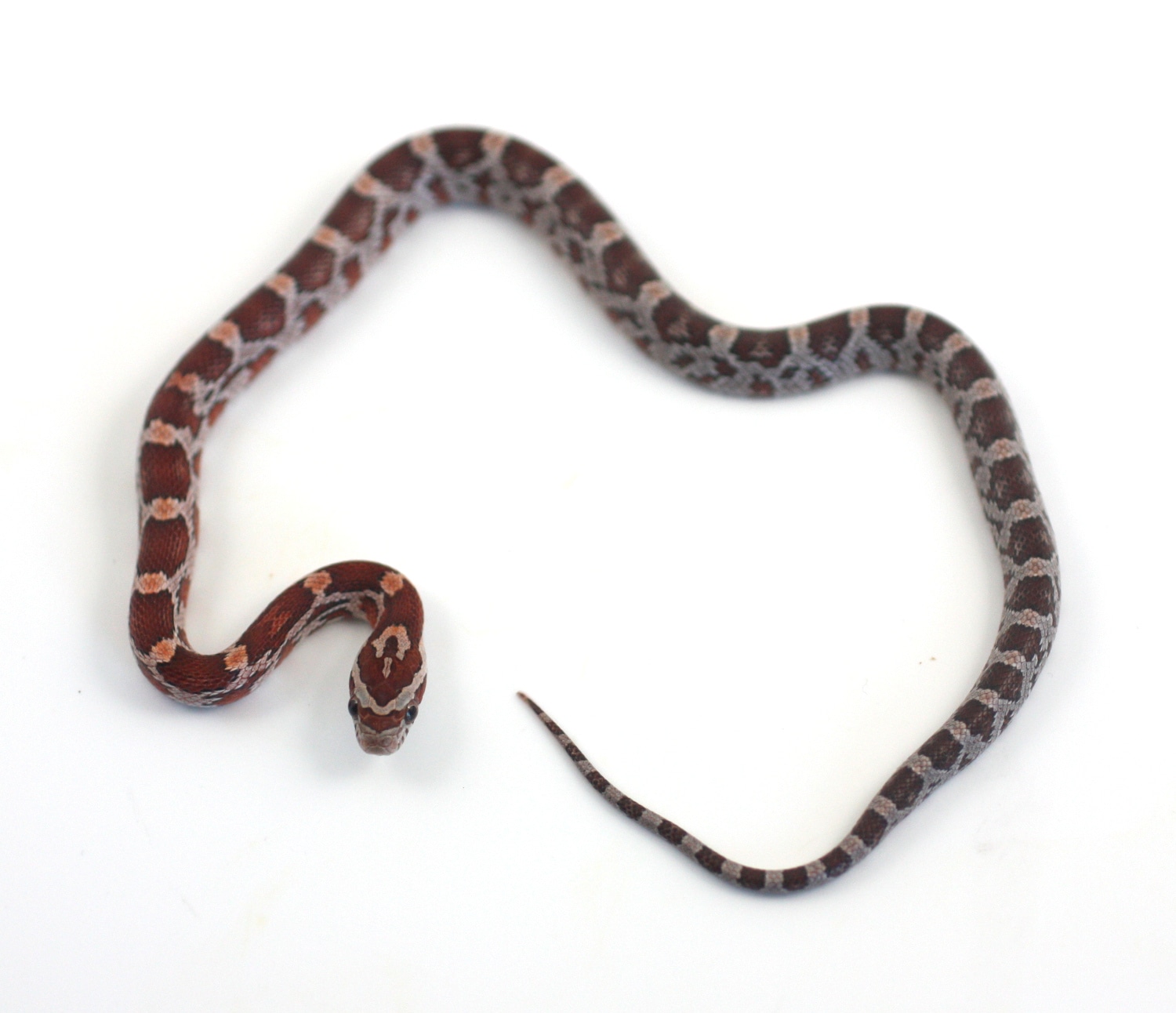 Normal Het Cinder, Sunkissed, Lava, Pos Het Amel, Diffused, Red Coat ...