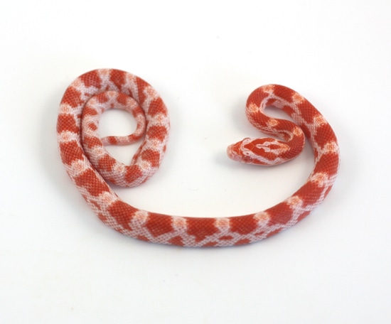 Amel Het Cinder, Sunkissed, Lava, Pos Het Diffused, Red Coat Corn Snake ...