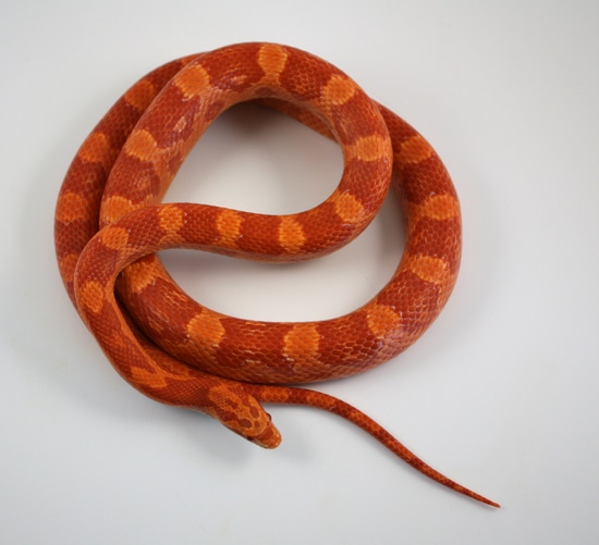 Red Factor Masque Amel Corn Snake by Solar Serpents