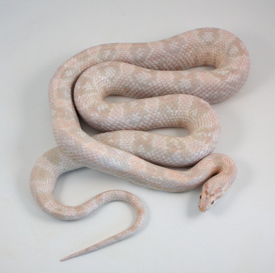Red Factor Snow *Proven Breeder* Corn Snake by Solar Serpents