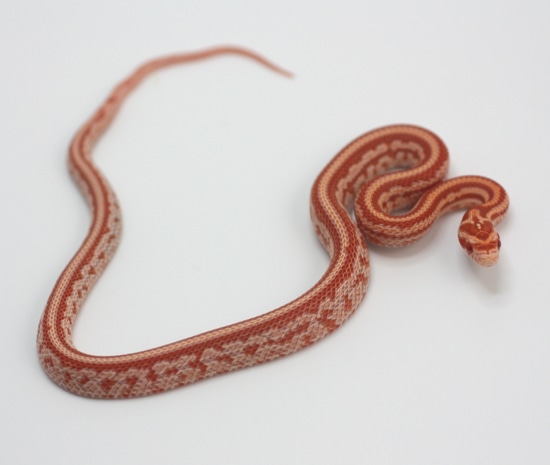 Amel Tessera Het Caramel, Stripe, Ph Cinder Corn Snake by Solar Serpents