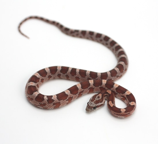 Normal Masque Het Sunkissed, Anery, Motley OR Stripe Corn Snake by ...