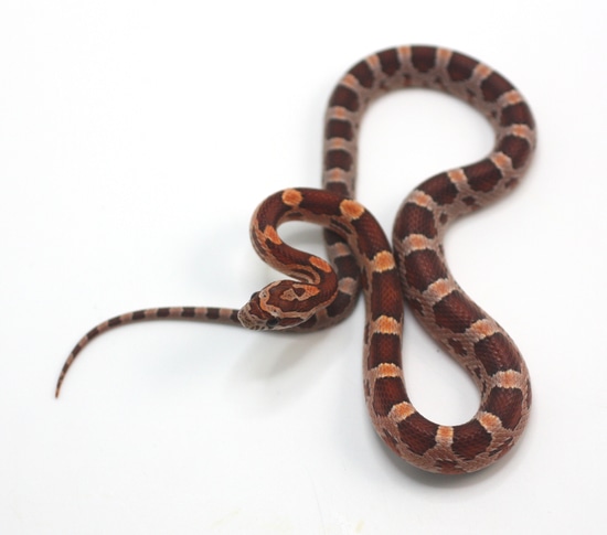 Normal Het Anery, Sunkissed, Motley OR Stripe Corn Snake by Solar Serpents