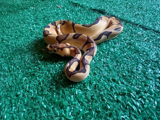 Enchi Blade Clown Pos DH Hypo/DG Ball Python by A&S Exotics