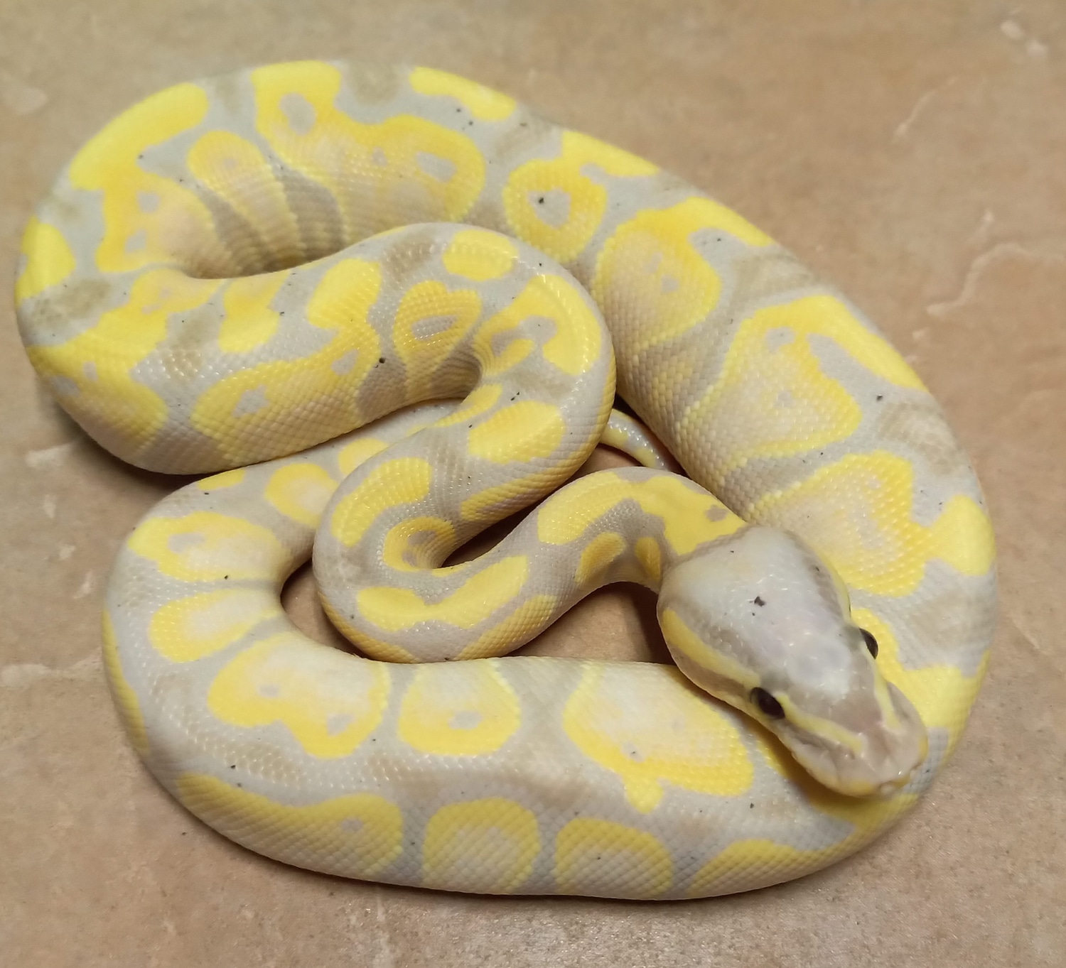 Coral Glow 66% Het Axanthic (VPI) Ball Python by Macfie Ball Pythons ...