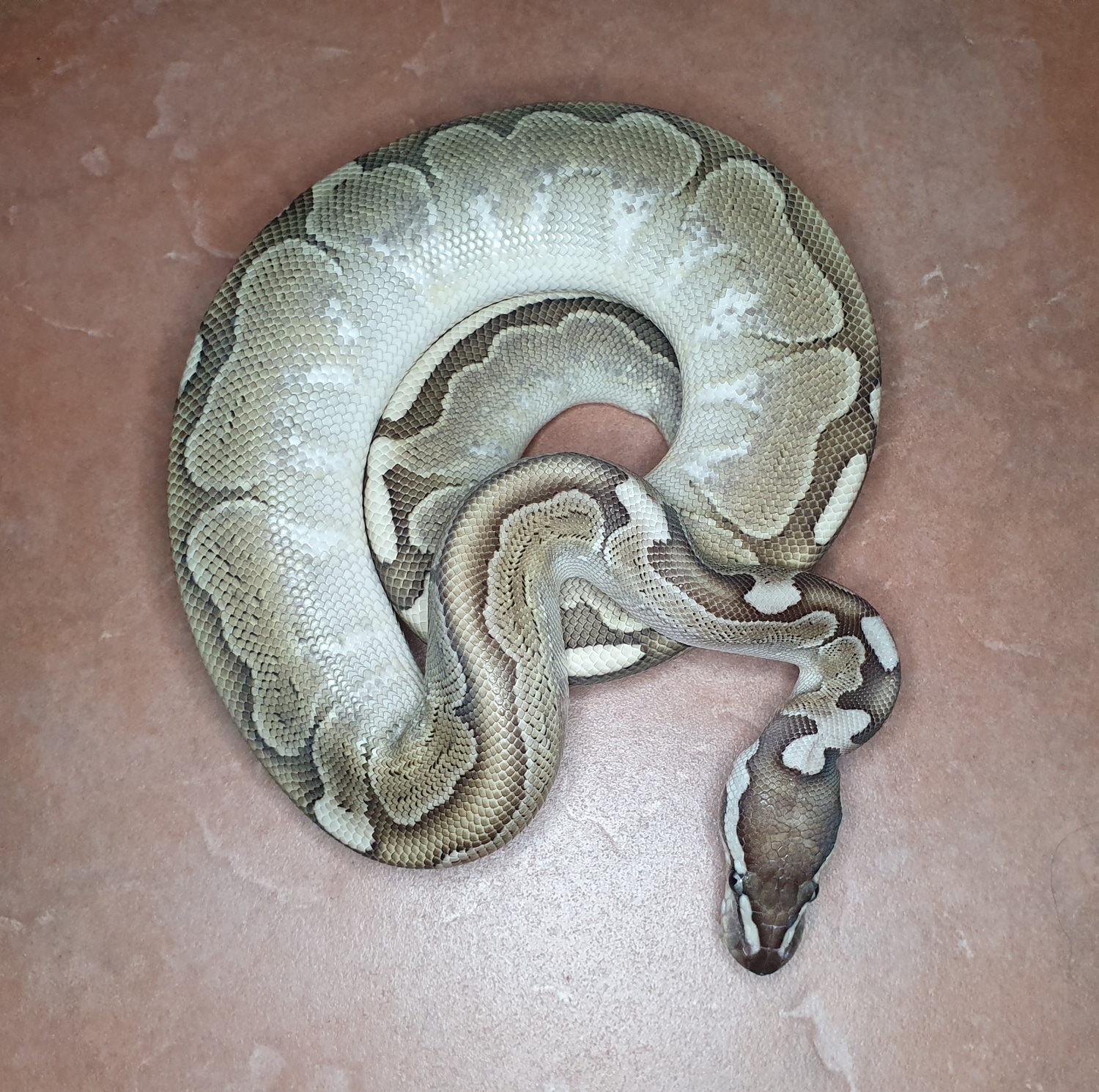 Bamboo Het Genetic Stripe 50% Het Lavender Albino Ball Python by Macfie ...