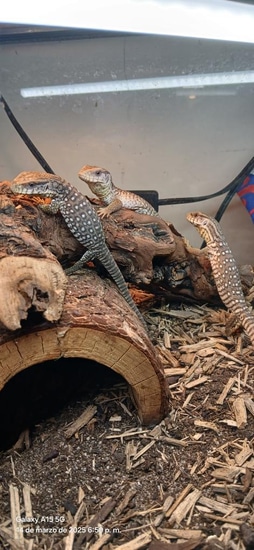 Hatchling Savannah Monitor by SR Xotics