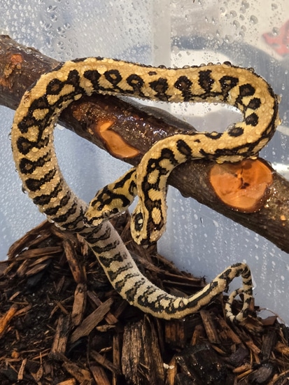 Captive Bred Jungle Jaguar Carpet Python Jungle Carpet Python by SR Xotics