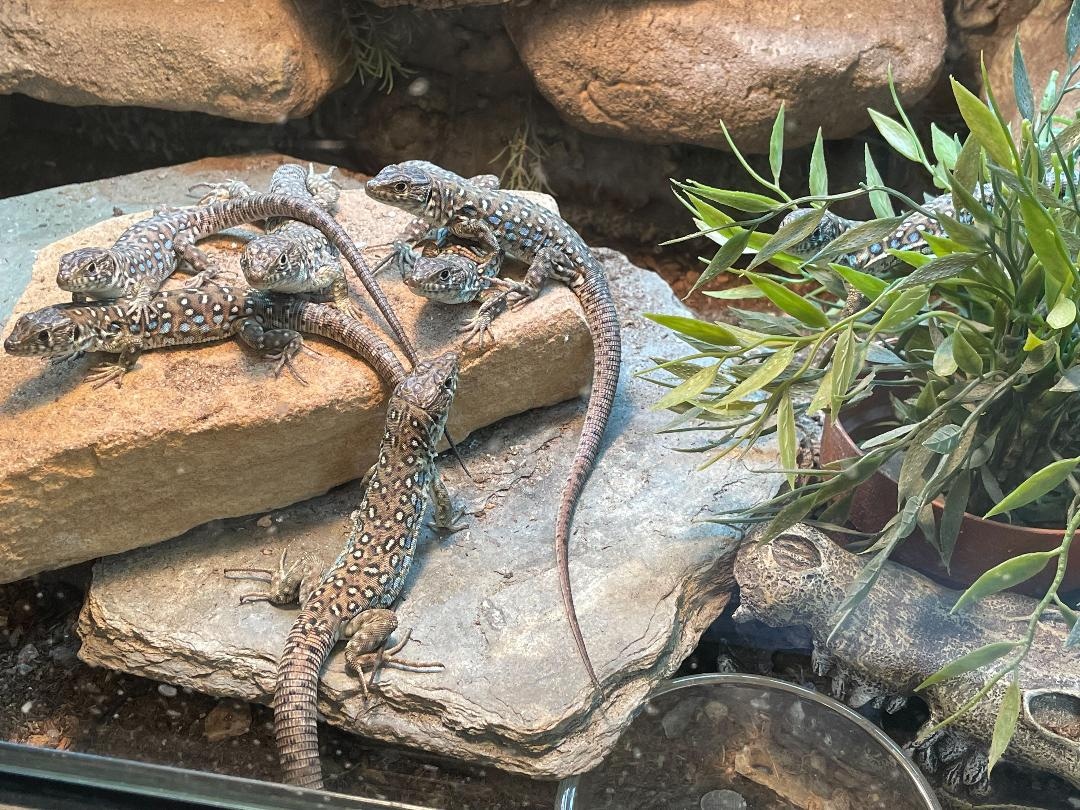 Baby/ Juvenile Jeweled Lacertas Other Lizard by MyJewels - MorphMarket