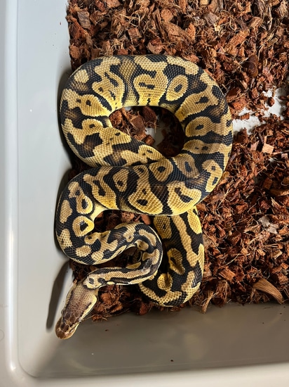 Pastel Het Desert Ghost Het Clown Ball Python by Hatch Haus Ball Pythons
