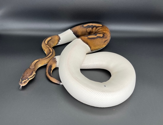 Black Pastel Piebald Ball Python by Hatch Haus