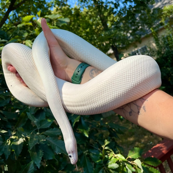 RTB Panda Pied Ball Python by Hatch Haus