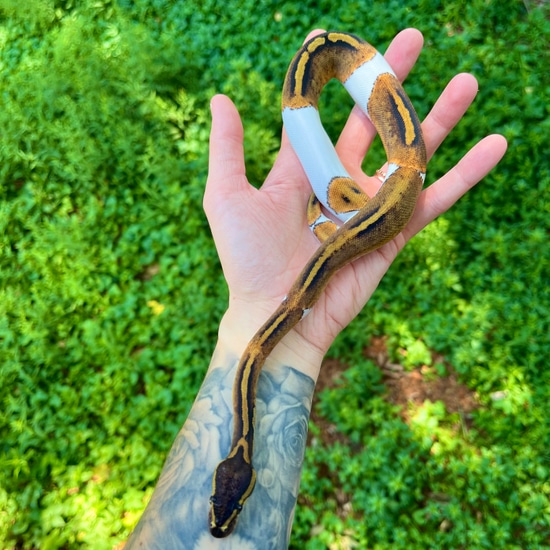 Mahogany Piebald Ball Python by Hatch Haus
