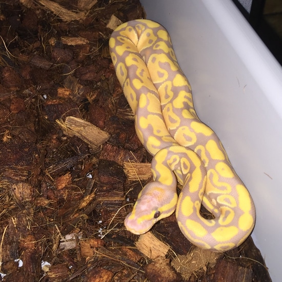 Banana Het Clown Ball Python by Chimera
