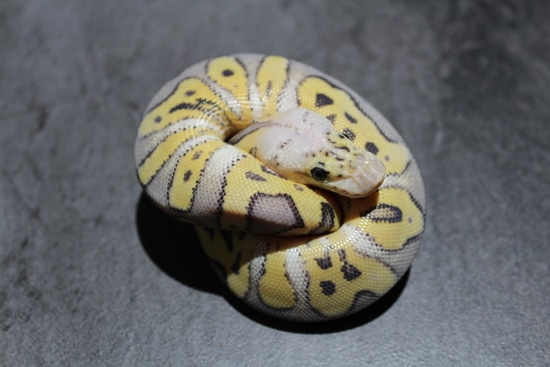 Firefly Clown Ball Python by Chimera