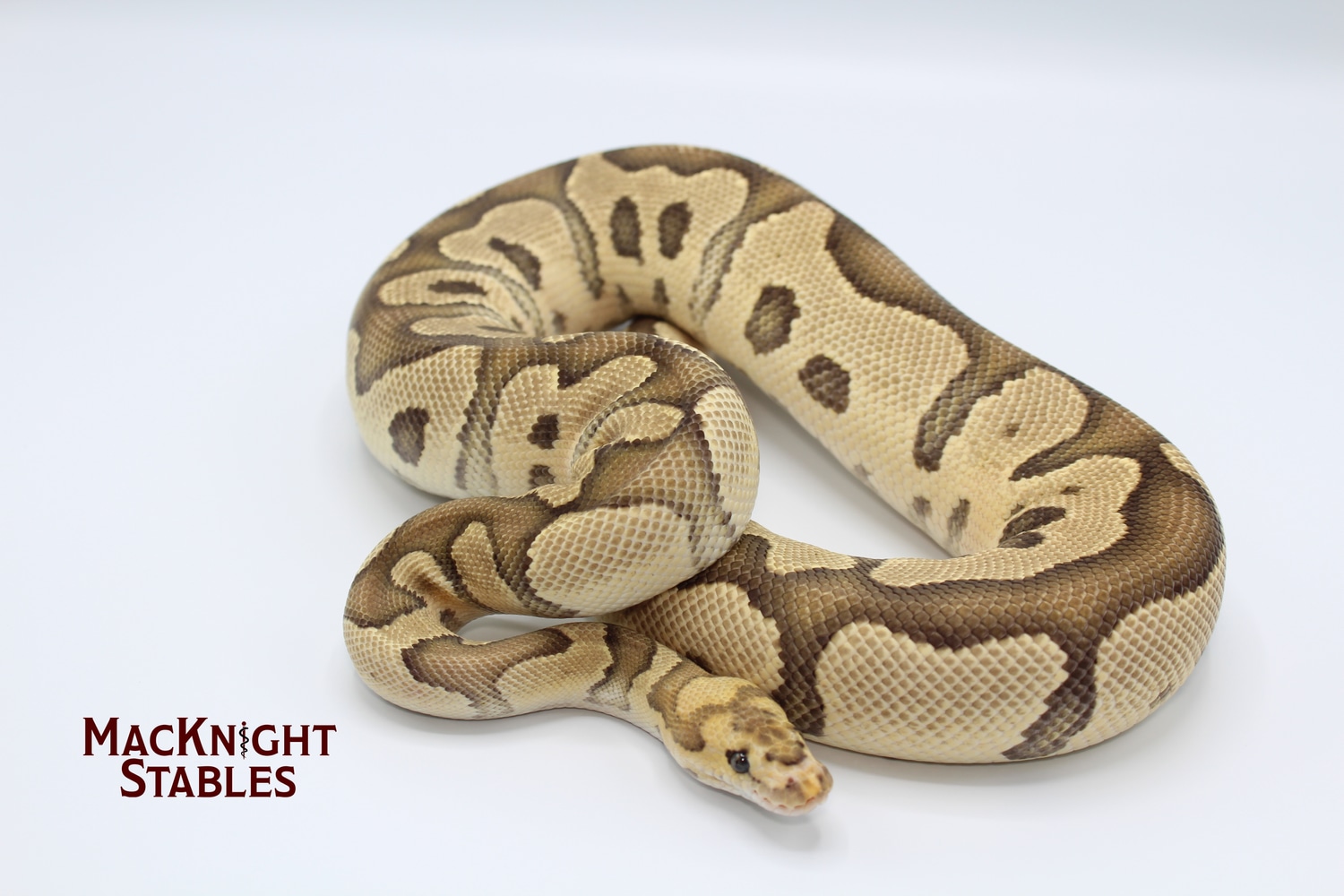 Fire Clown Ball Python by Macknight Stables - MorphMarket