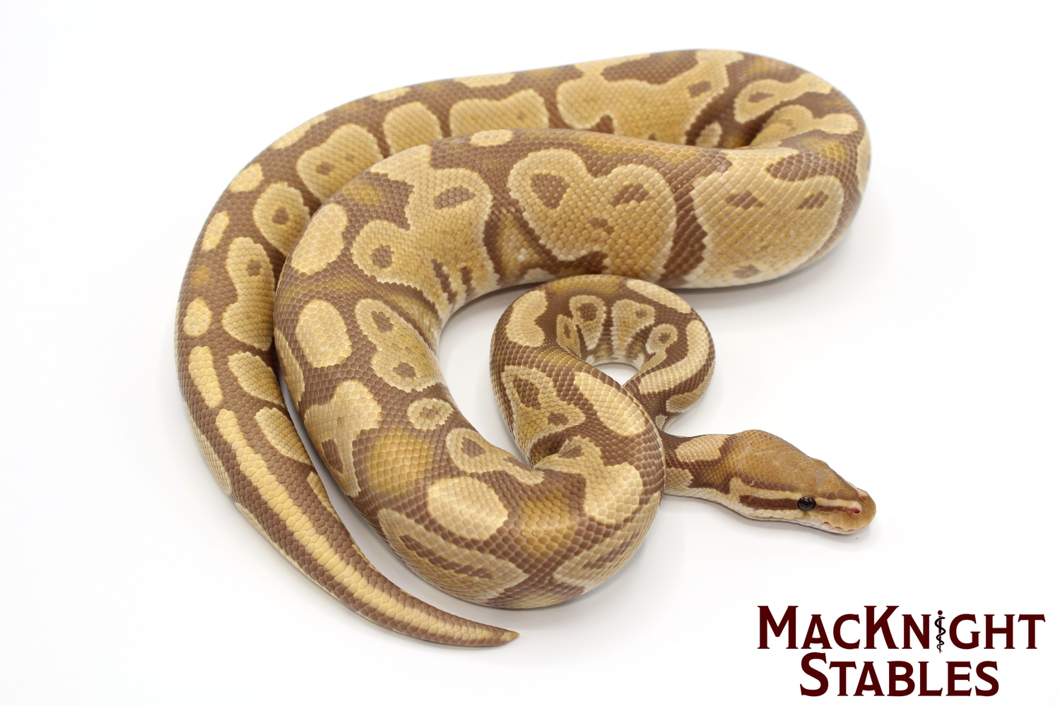 Ultramel Hypo Ball Python by Chimera - MorphMarket
