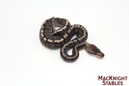 Super GHI Hidden Gene Woma Poss Enchi Ball Python by Chimera